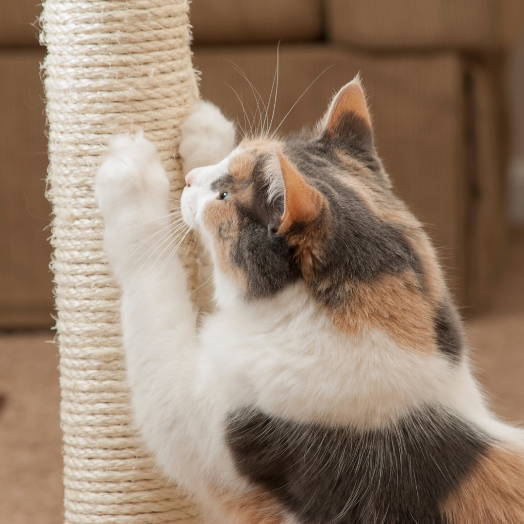 Blog | Pawsitive DiMensions